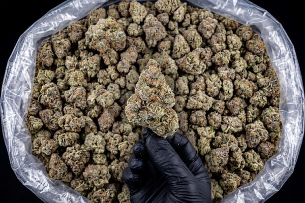 How Much Weed Does One Plant Yield: Indoor & Outdoor Guide