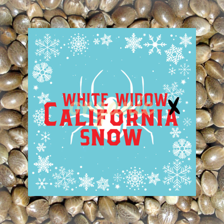 White Widow x California Snow Autoflower Seeds - Organic Catalog ...